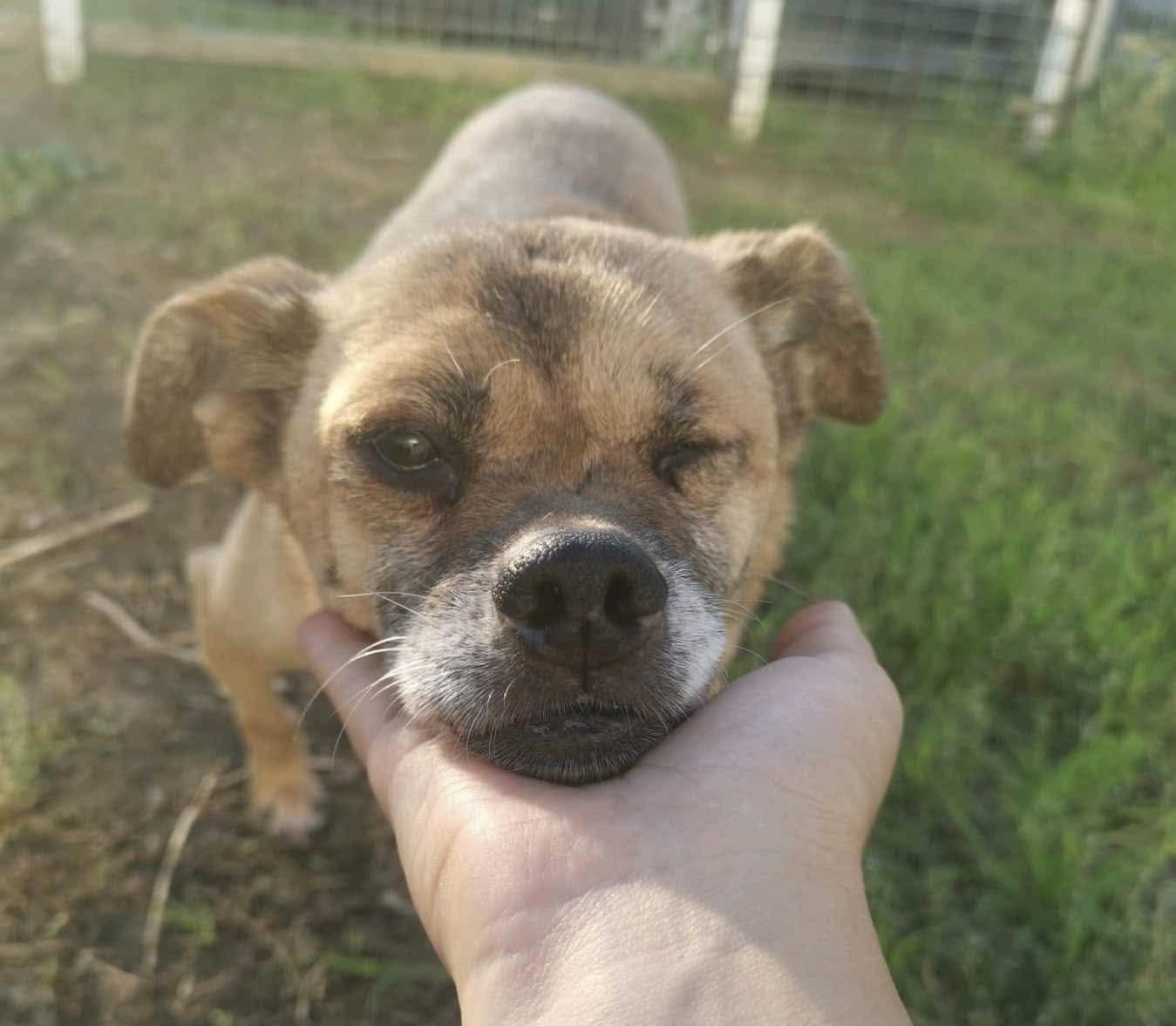 Dori – small and mighty, friendly little dog – Romanian Rescue Appeal ...