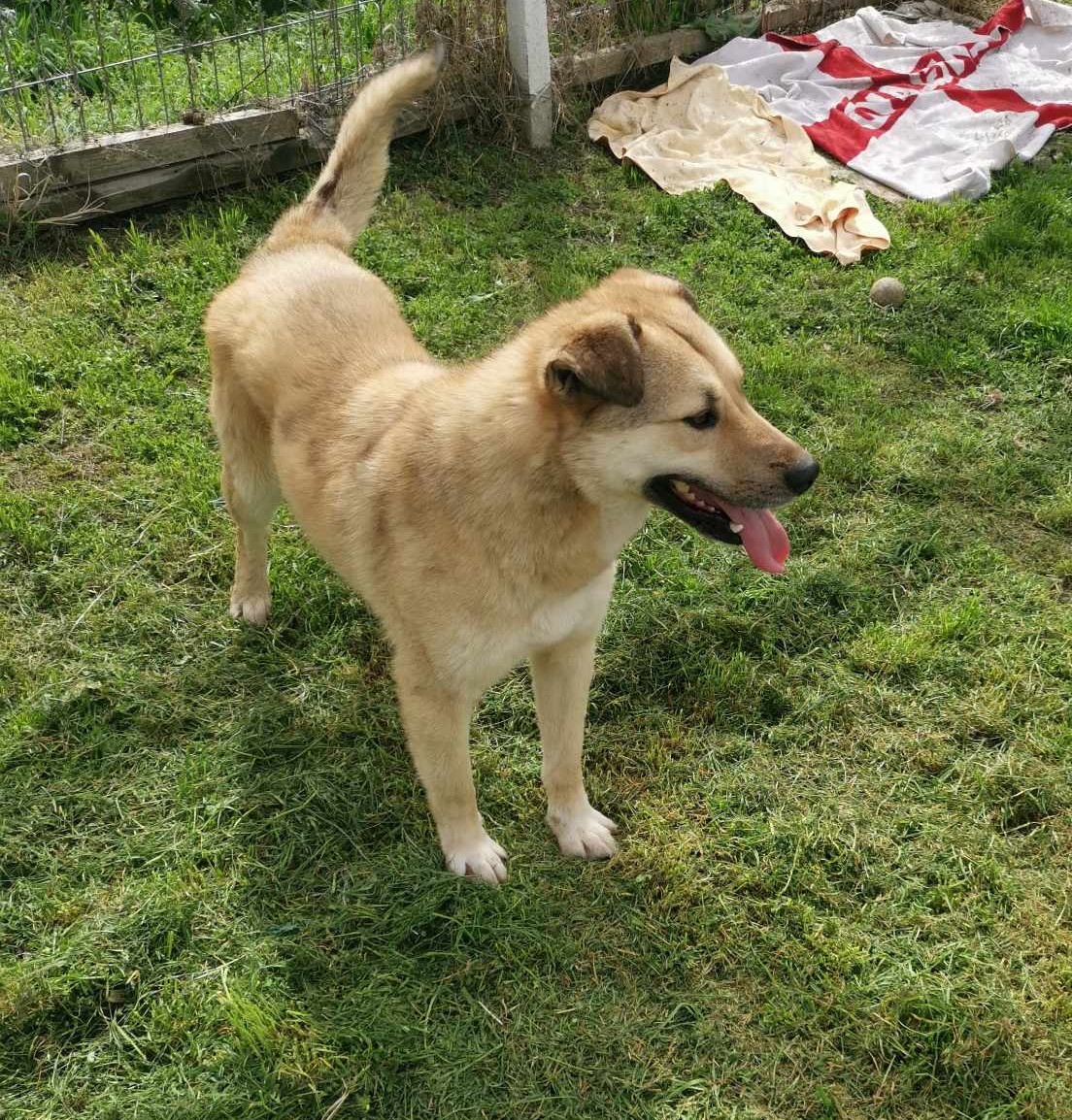 Paulo – gorgeous, handsome, friendly male dog – Romanian Rescue Appeal ...