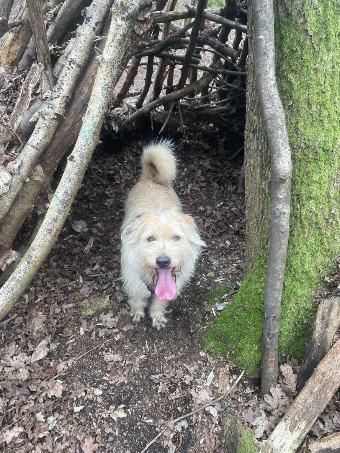 Romanian Rescue Appeal UK RRAUK – We rescue dogs from Romania and find ...