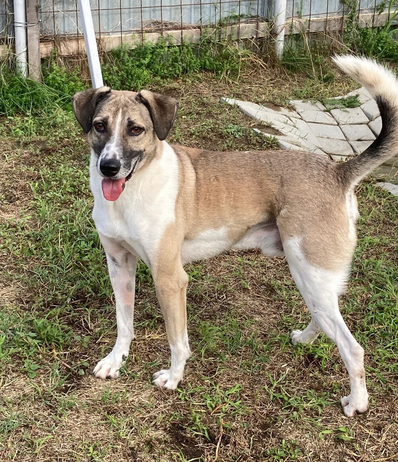 Porter – handsome, friendly male dog – Romanian Rescue Appeal UK RRAUK