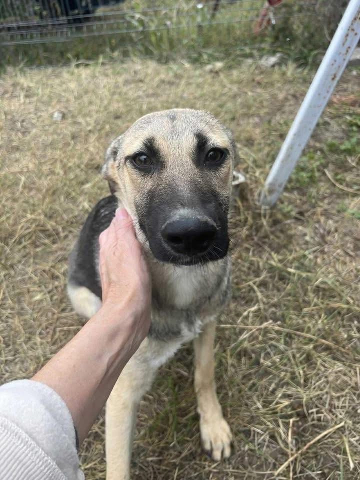 Hazel – gentle, sweet and soft – Romanian Rescue Appeal UK RRAUK