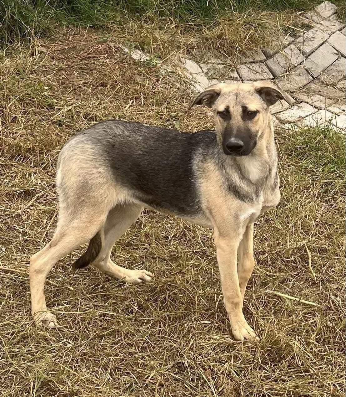Hazel – gentle, sweet and soft – Romanian Rescue Appeal UK RRAUK